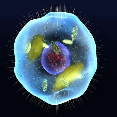 Real Life Human Cell