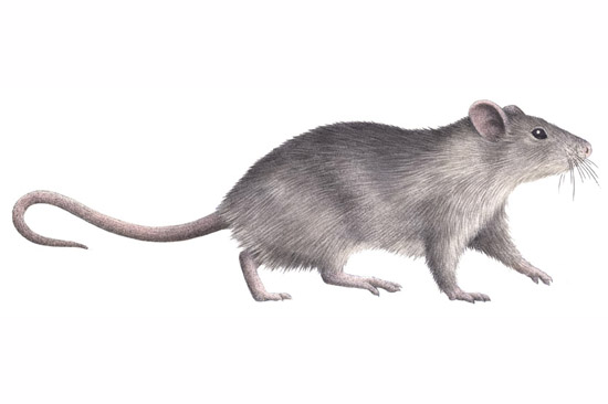 Level 16 - Guardian Wallcharts, - Memrise