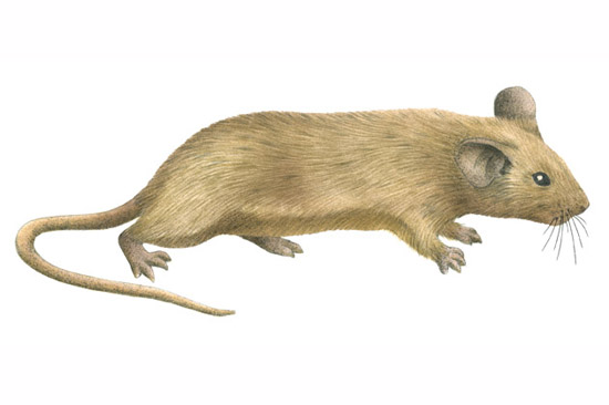 Tan Mice