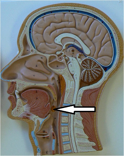 Level 28 - Respiratory system - Anatomy and Physiology II - Memrise