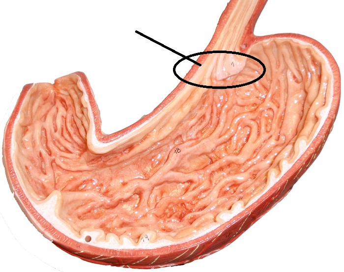 Level 29 - Digestive system - Anatomy and Physiology II - Memrise