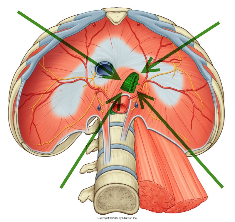 Level 24 - Durham University Medicine (Year One), - Memrise