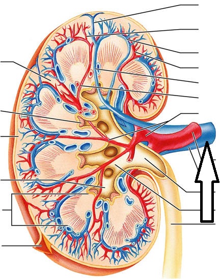 Level 30 - Urinary system - Anatomy and Physiology II - Memrise