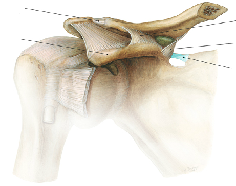 Level 2 - Gelenke, Knochenpunkte etc, - Memrise