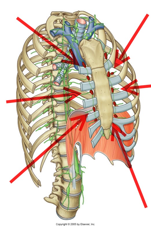 Level 26 - Durham University Medicine (Year One), - Memrise