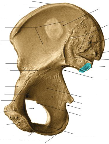 Level 4 - Gelenke, Knochenpunkte etc, - Memrise