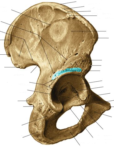 Level 4 - Gelenke, Knochenpunkte etc, - Memrise