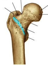 Level 4 - Gelenke, Knochenpunkte etc, - Memrise