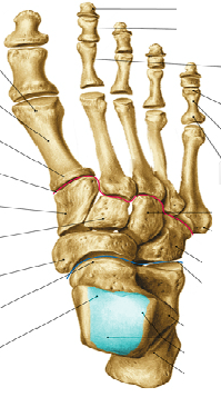 Level 5 - Gelenke, Knochenpunkte etc, - Memrise