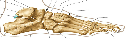 Level 5 - Gelenke, Knochenpunkte etc, - Memrise