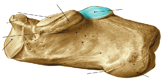 Level 5 - Gelenke, Knochenpunkte etc, - Memrise