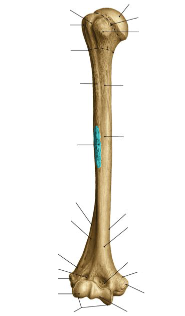 Level 3 - Gelenke, Knochenpunkte etc, - Memrise