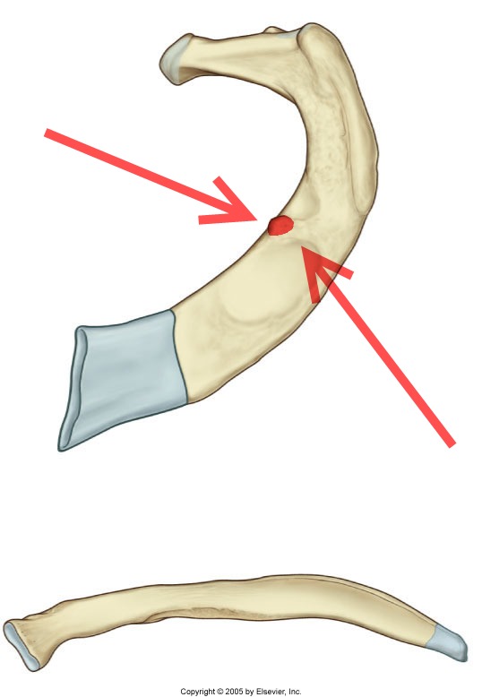 Level 4 - Durham University Medicine (Year One), - Memrise