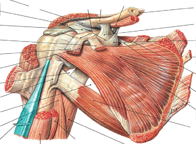 Level 9 - Gelenke, Knochenpunkte etc, - Memrise