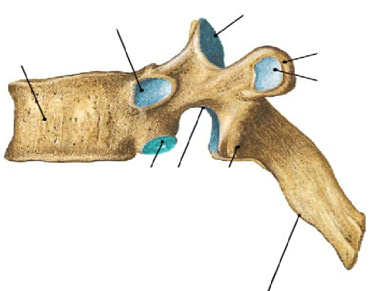 Level 7 - Gelenke, Knochenpunkte etc, - Memrise