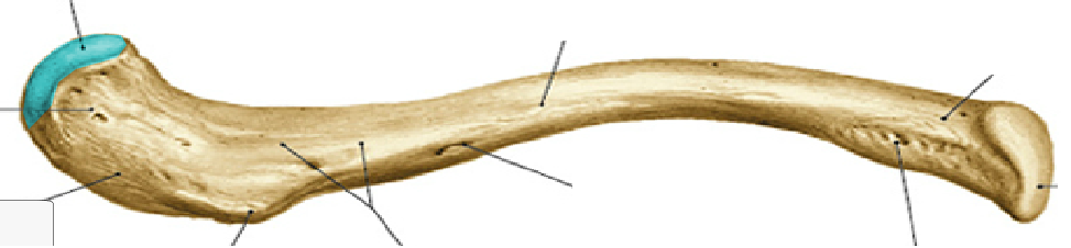 Level 7 - Gelenke, Knochenpunkte etc, - Memrise