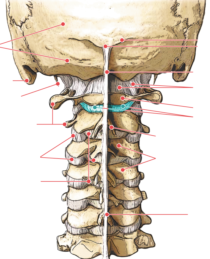 Level 7 - Gelenke, Knochenpunkte etc, - Memrise