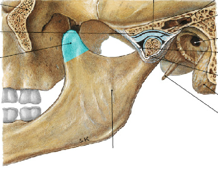 Level 8 - Gelenke, Knochenpunkte etc, - Memrise