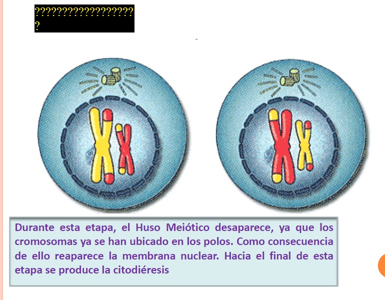 Level 1 - 1 - 15 - Biología básica - Memrise