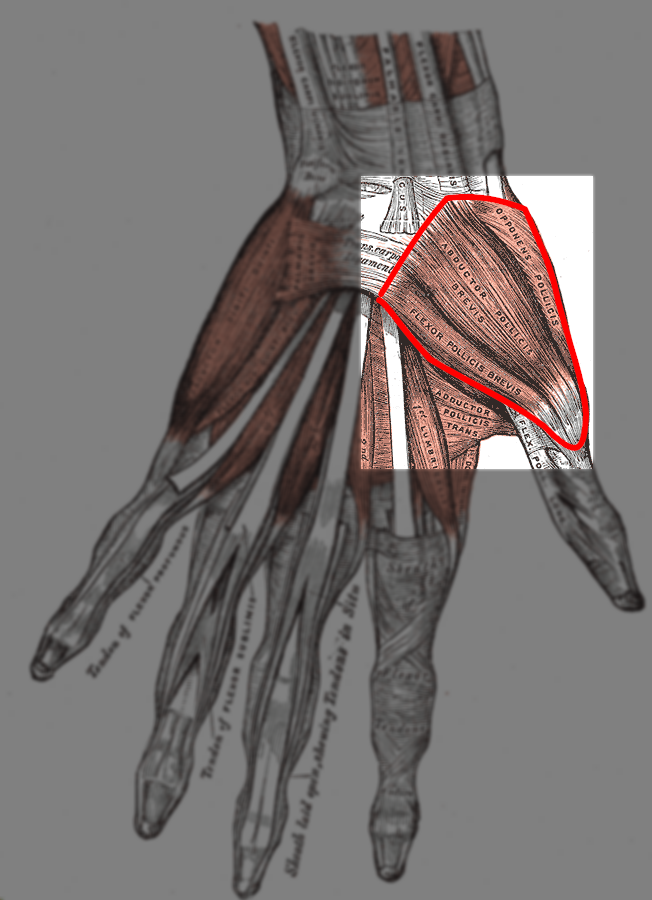 Level 4 - Anatomy of the hand - Memrise