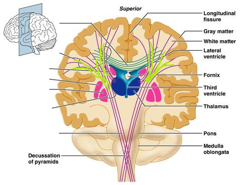 Level 3 - Neurology, ENT, & Ophthalmology (Images) - Oxford Medicine ...