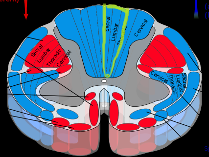 Level 3 - Neurology, ENT, & Ophthalmology (Images) - Oxford Medicine ...