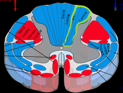 Level 3 - Neurology, ENT, & Ophthalmology (Images) - Oxford Medicine ...