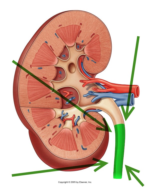 Level 35 - Durham University Medicine (Year One), - Memrise