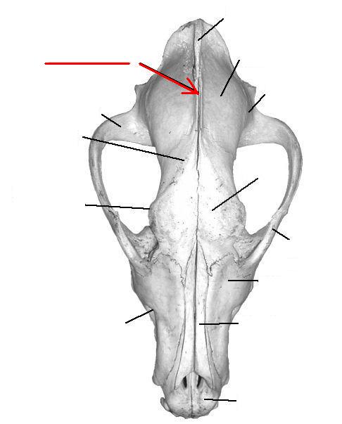 Level 1 - Skull Vocab 1 - Mammalogy Lab - Memrise