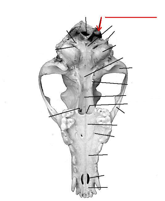 Occipital Condyle Anatomy
