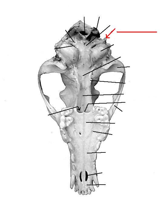 Level 2 - Skull Vocab 2 - Mammalogy Lab - Memrise