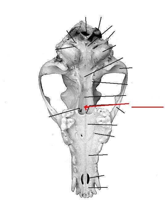 Level 3 - Base of Skull - Mammalogy Lab - Memrise