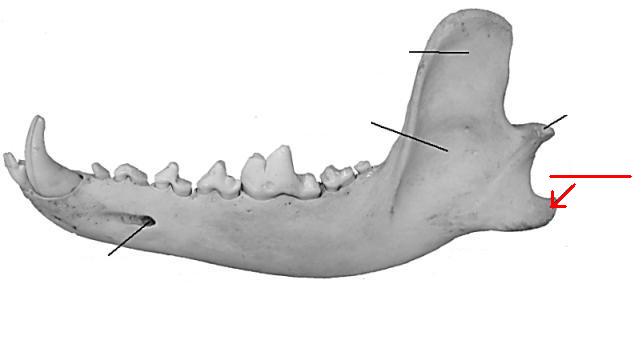 Level 4 - Lower Jaw - Mammalogy Lab - Memrise