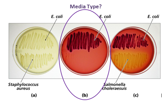 Level 18 - BIO205 - Microbiology - Memrise