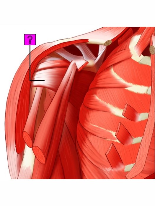 Level 8 - Anatomía - Memrise