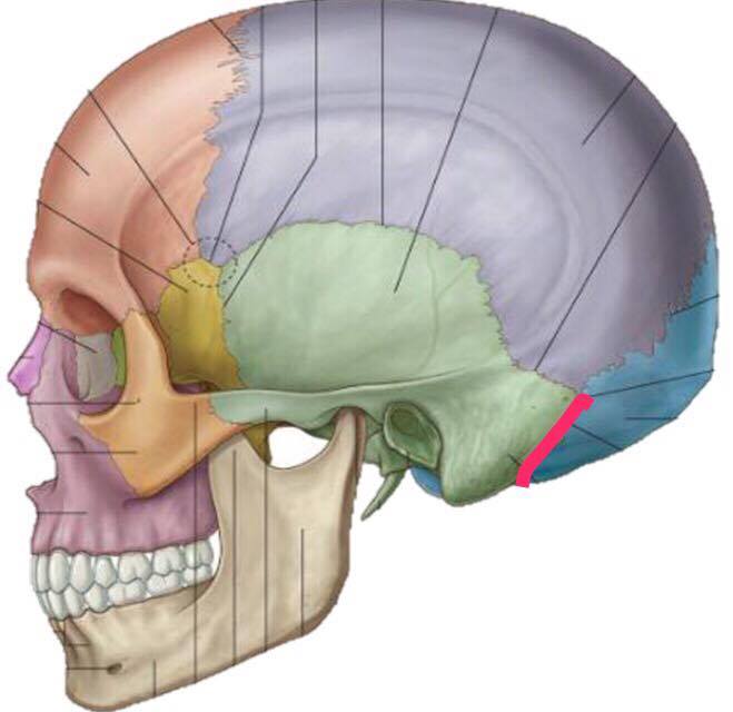 Level 2 - Head and Neck Anatomy - Memrise