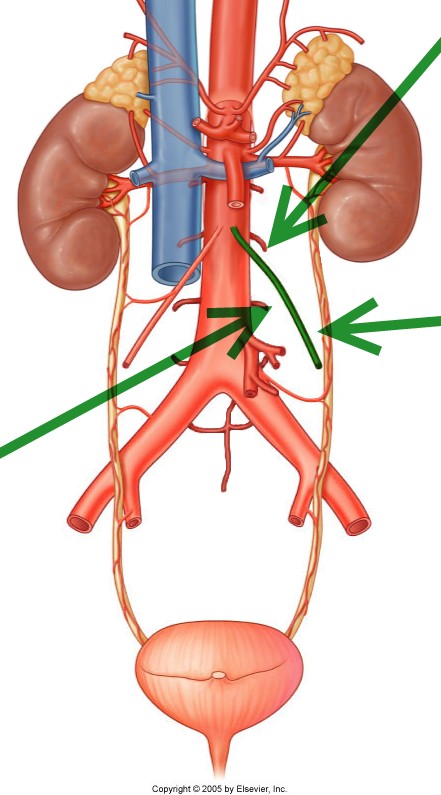 Level 33 - Durham University Medicine (Year One), - Memrise