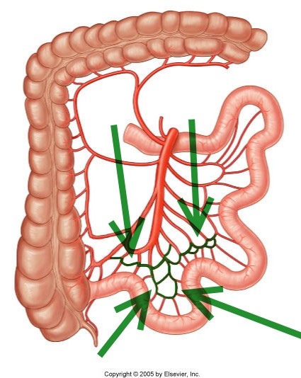Level 40 - Durham University Medicine (Year One), - Memrise