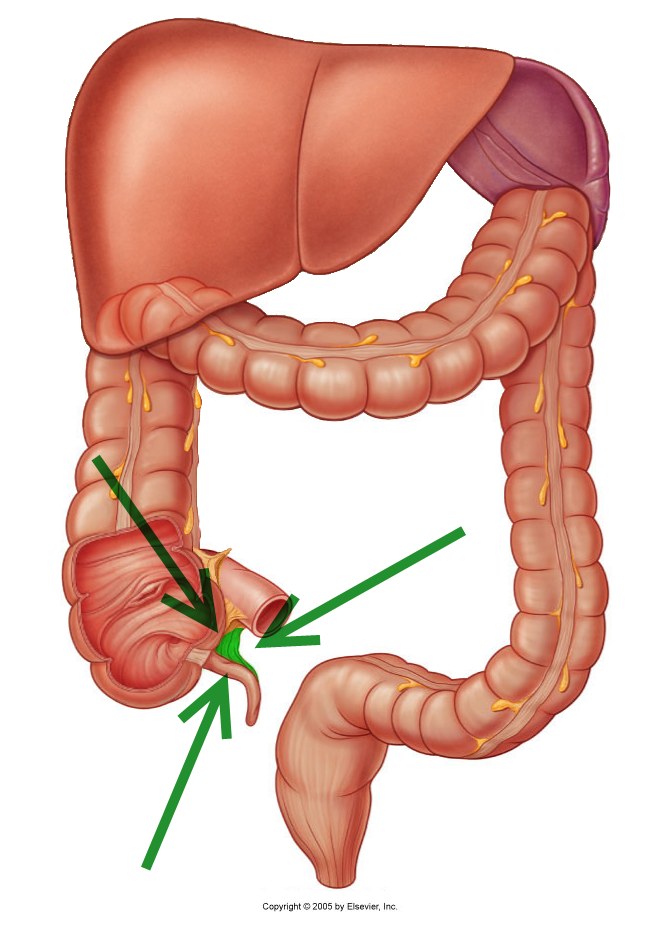 Level 39 - Durham University Medicine (Year One), - Memrise