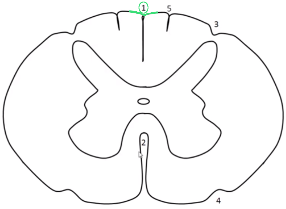 Level 25 - Спинной мозг - Анатомия человека - Memrise