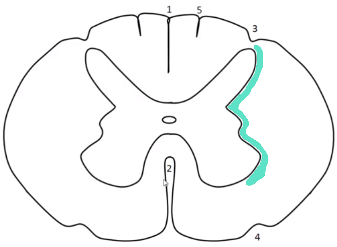 Level 25 - Спинной мозг - Анатомия человека - Memrise