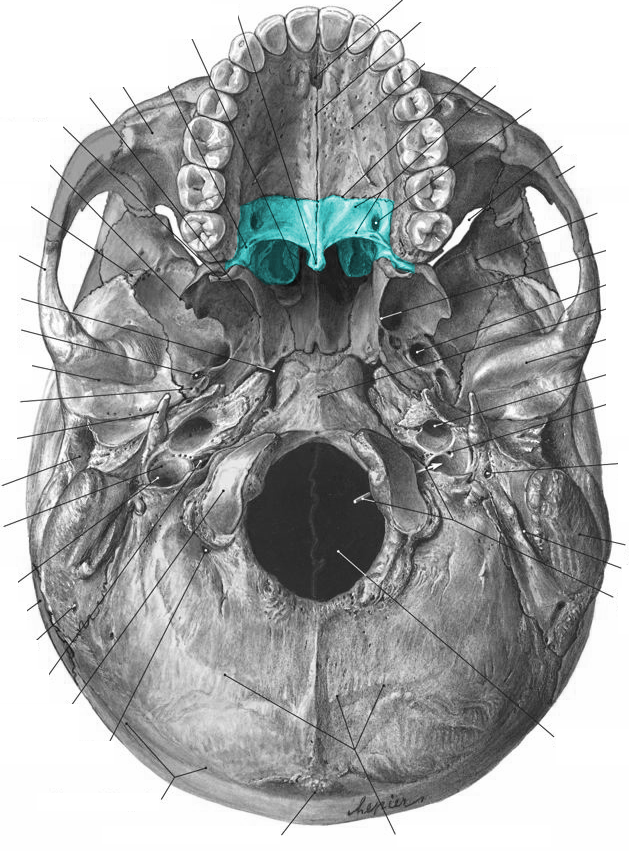 Level 12 - Gelenke, Knochenpunkte etc, - Memrise