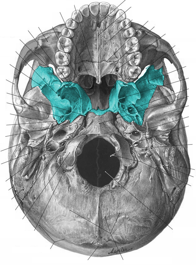 Level 12 - Gelenke, Knochenpunkte etc, - Memrise