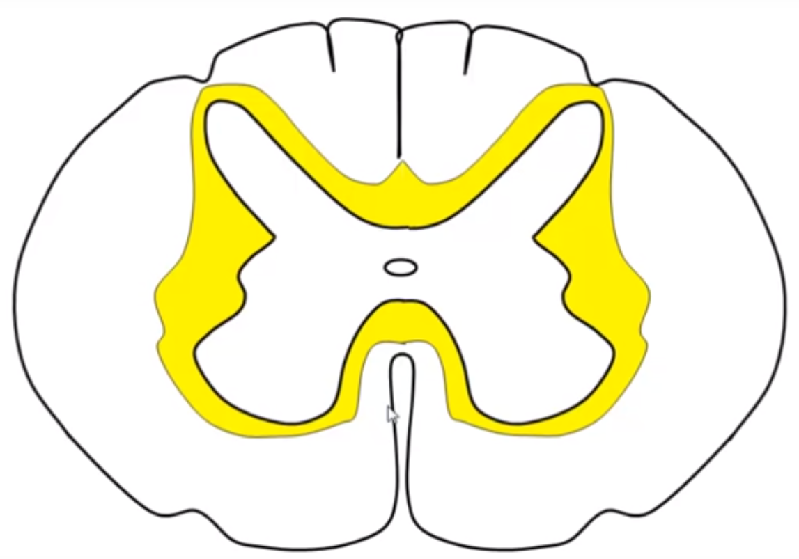 Level 25 - Спинной мозг - Анатомия человека - Memrise