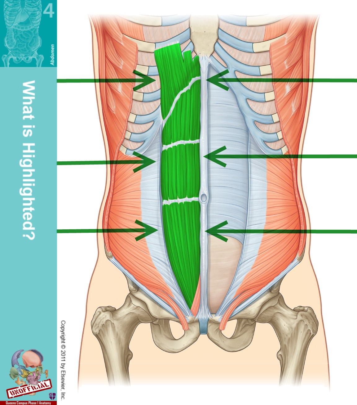 Level 49 - Durham University Medicine (Year One), - Memrise