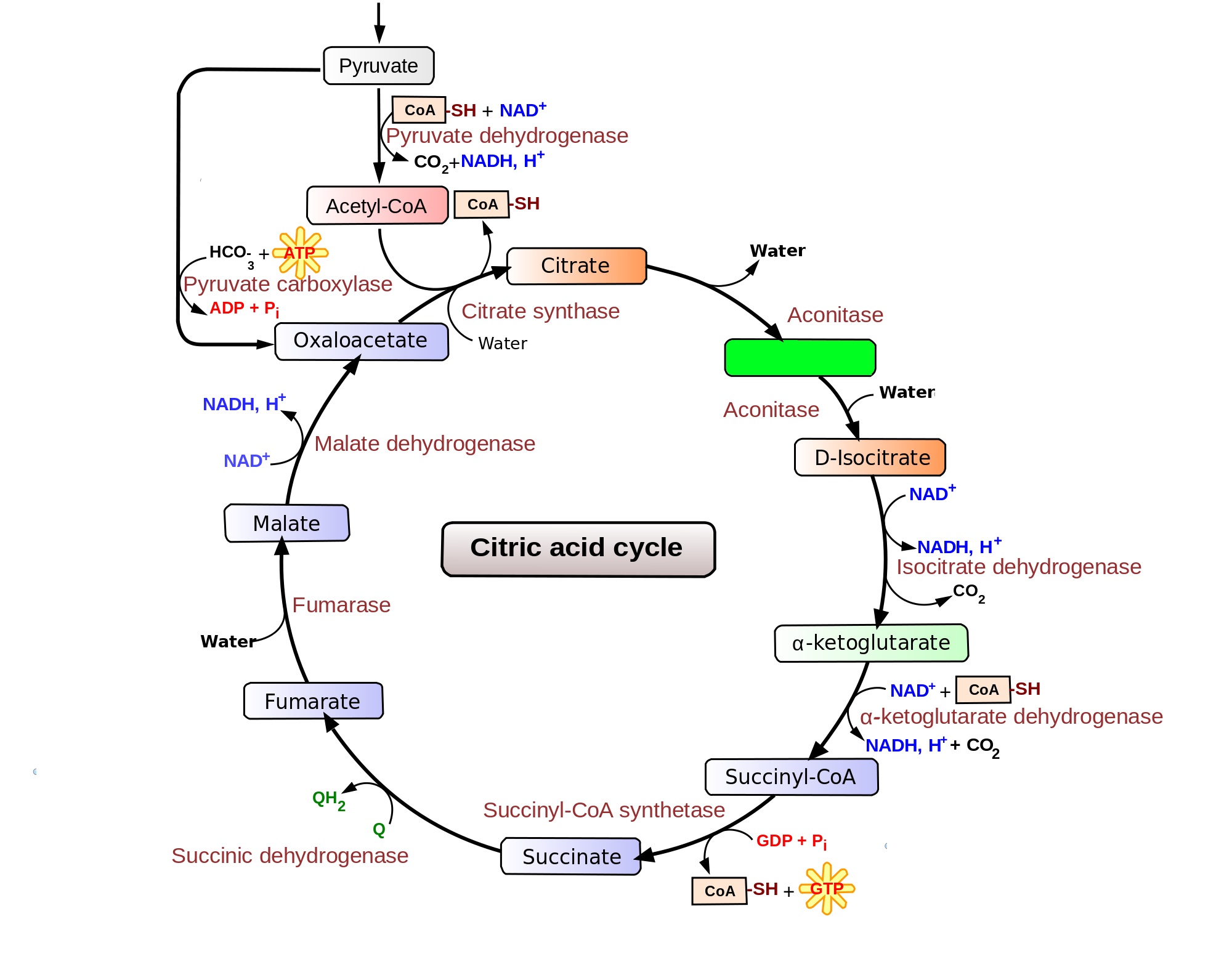 Level 80 - Durham University Medicine ... - Memrise