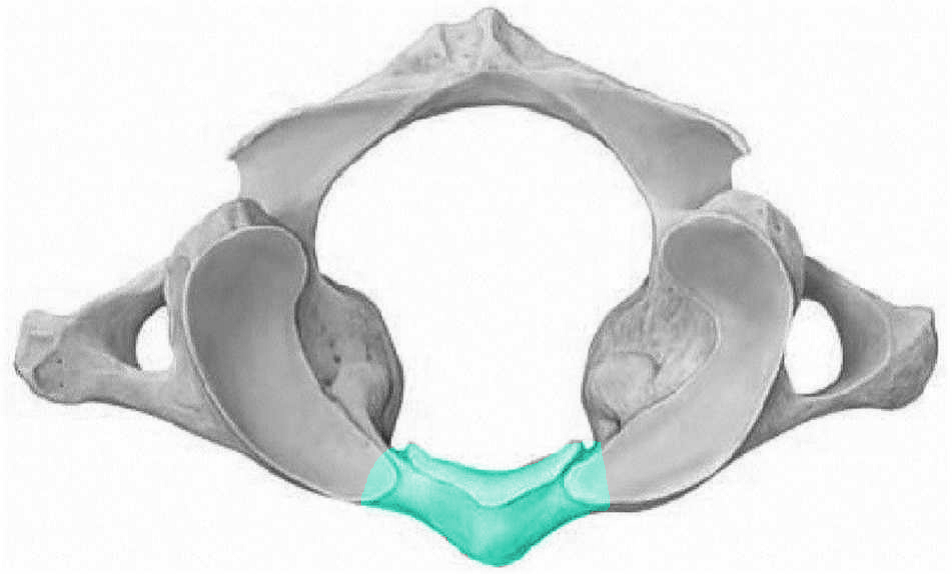 Level 2 - Позвонки - Анатомия человека - Memrise