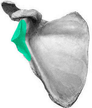 Level 4 - Кости пояса верхней конечности - Анатомия человека - Memrise