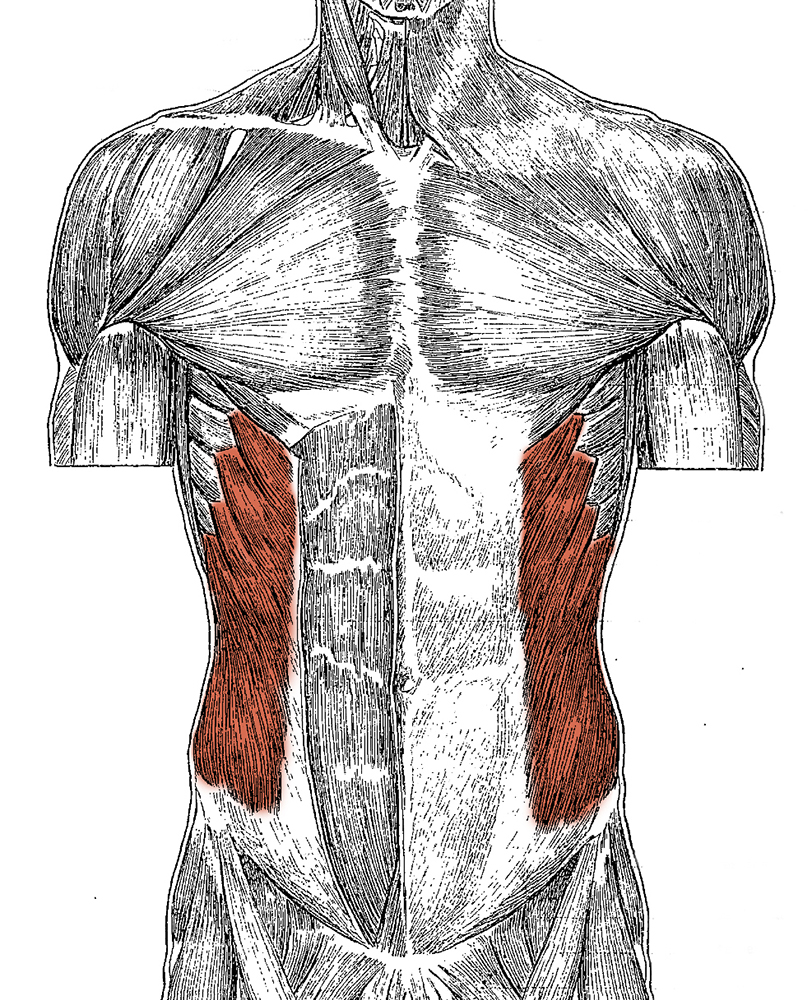 Oblique Definition Anatomy