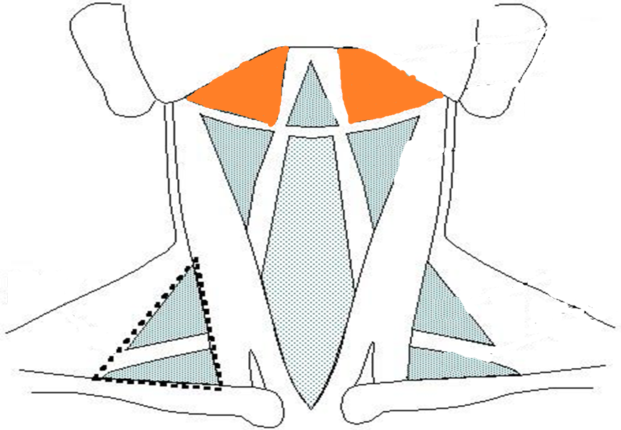 Level 15 - Triangles of the Neck - DU Stage 2 Medicine - Memrise